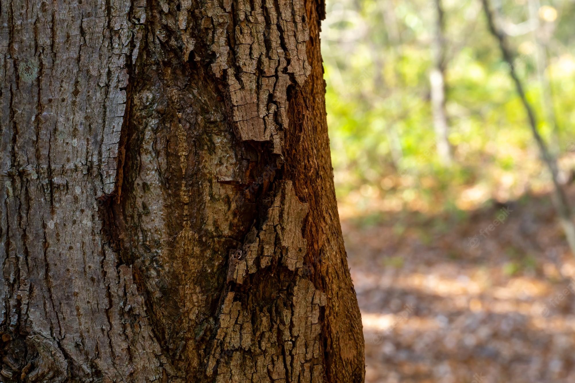How to know when it's time to take a tree down?